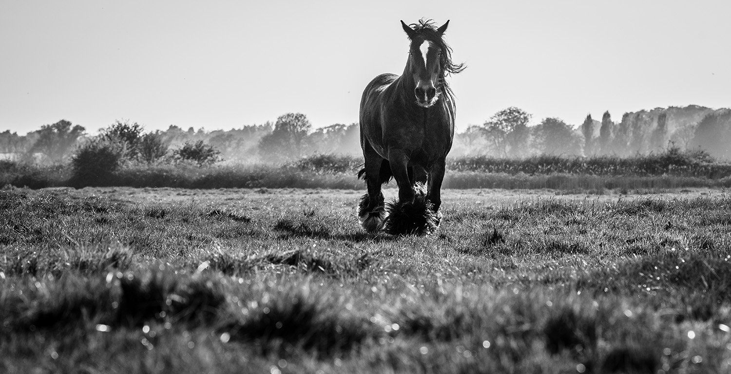 Hooves of morning - Capital Culture Gallery