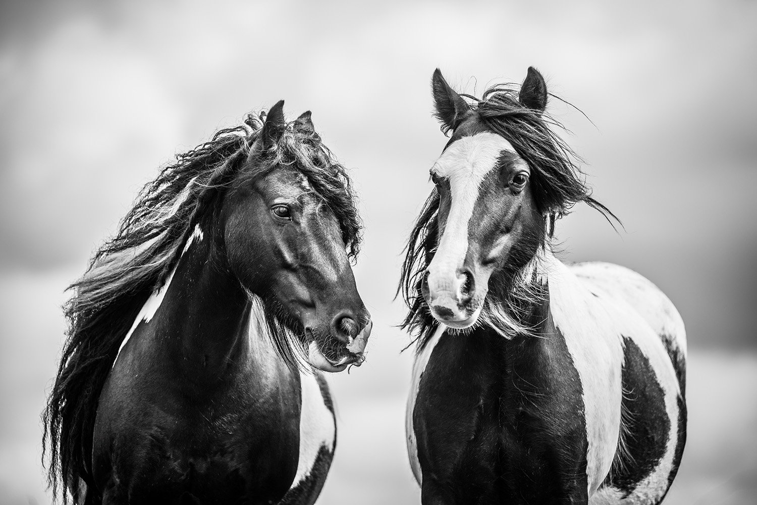 The untamed - Capital Culture Gallery